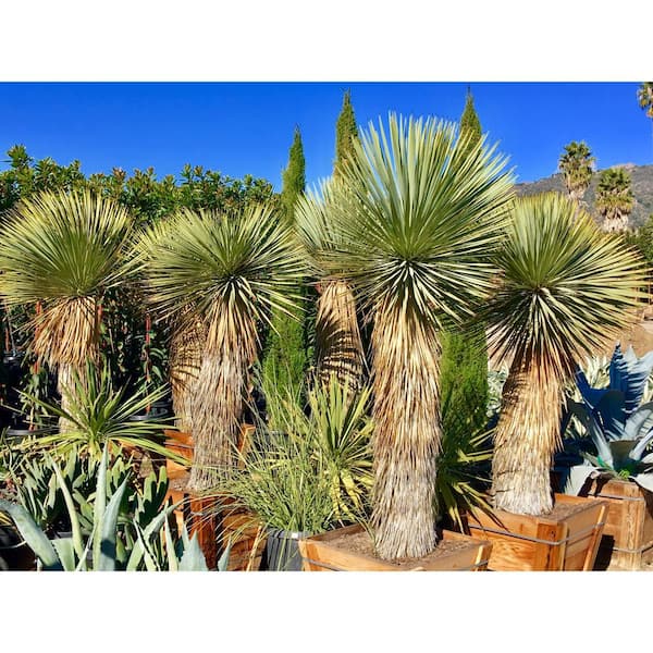 Yucca Carnerosana Plant