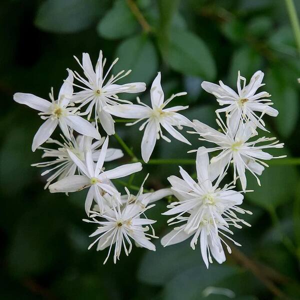 Wekiva Foliage Clematis Proteus-5 Live Plants in 4 in. Growers Pots ...
