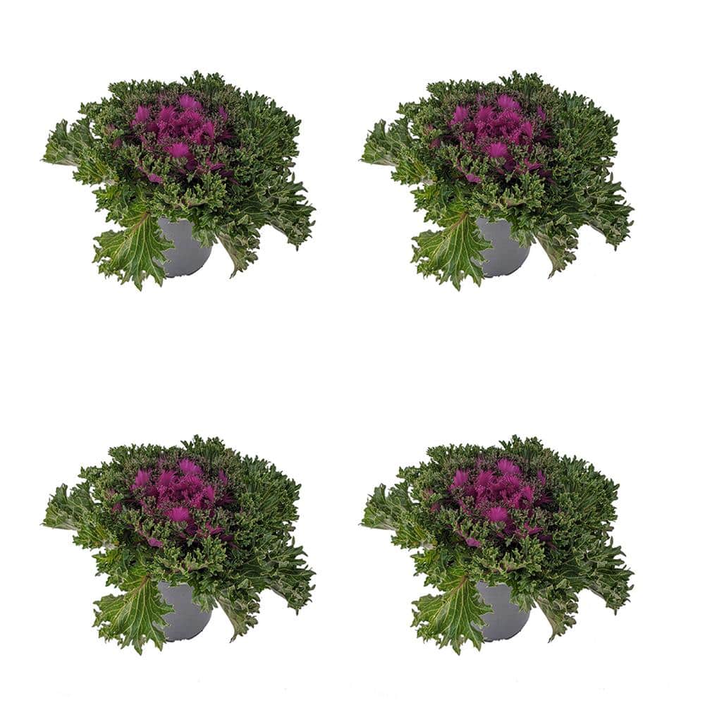 Annual Ornamental Kale Coral Queen Purple 2.5 qt. (4-Pack) 2193 - The ...