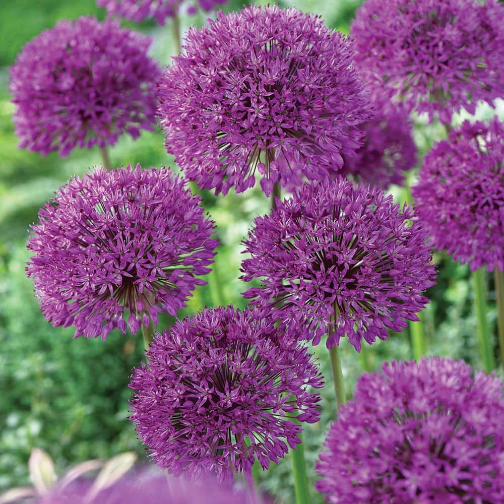 VAN ZYVERDEN Allium Purple Sensation Dormant Bulbs 10009PHD - The Home ...
