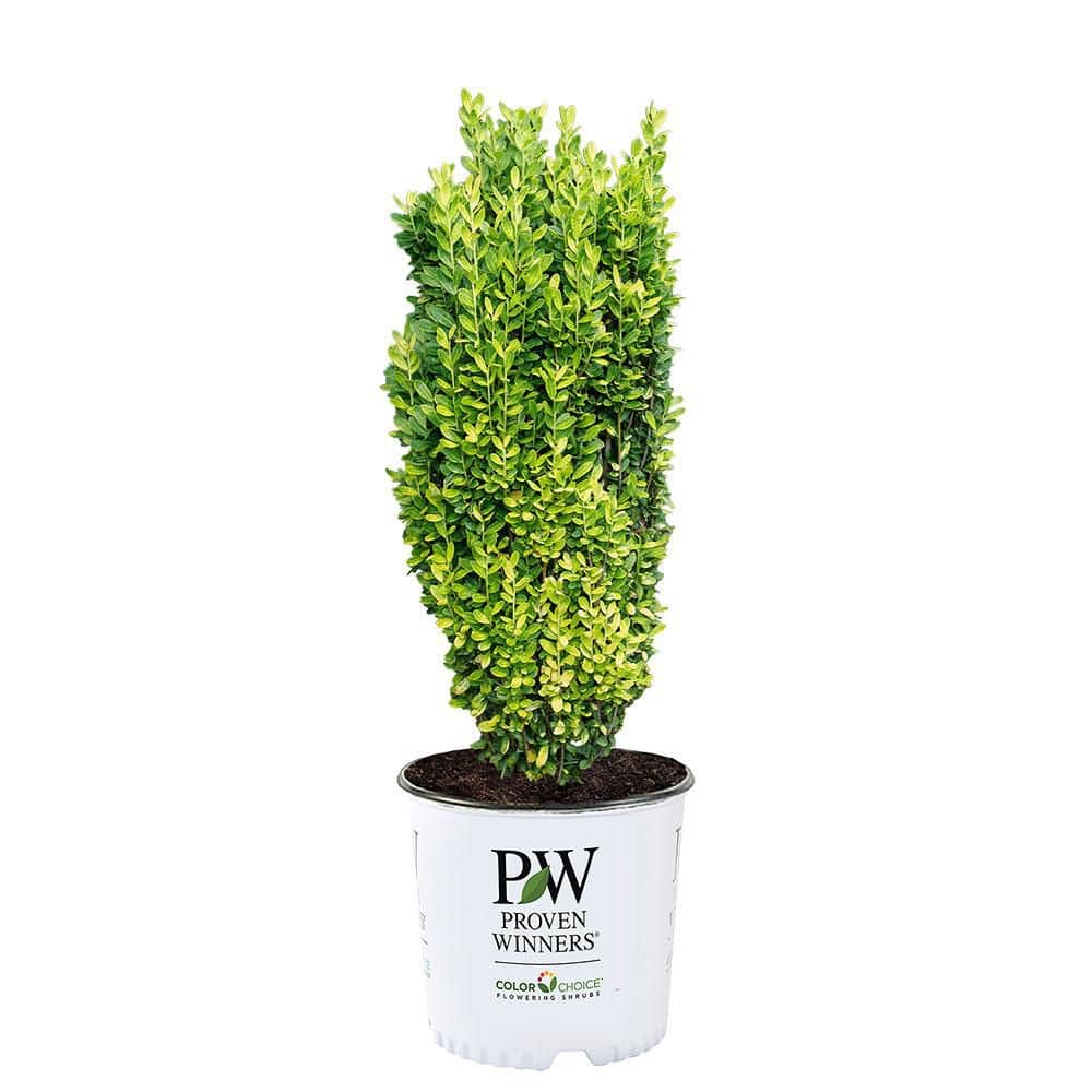 PROVEN WINNERS 2 Gal. Glow Stick Holly Shrub 17223 - The Home Depot