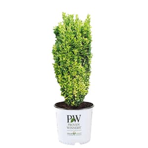 PROVEN WINNERS 2 Gal. Skybox Japanese Holly Live Shrub O47822W - The ...