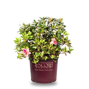 ENCORE AZALEA 1 Gal. Encore Autumn Ivory Azalea Shrub with Bright White ...