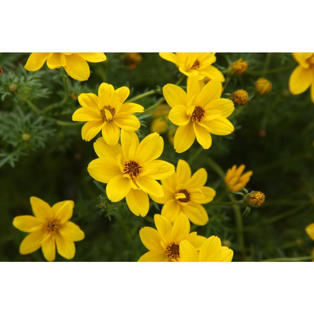 PROVEN WINNERS 4.25 in. Grande Goldilocks Rocks (Bidens) Live Plant ...