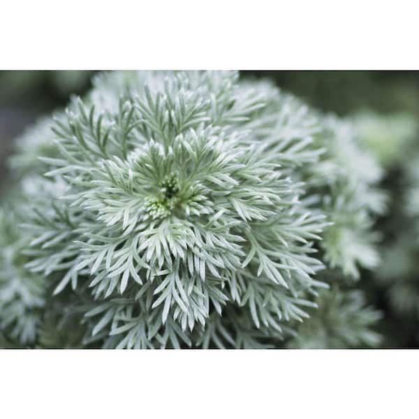 PROVEN WINNERS 1 Qt. PW Acnt Artemesia Plant 1006141042 - The Home Depot