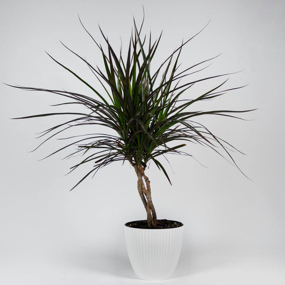 TropicalPlants.com Dragon Tree Braided (Dracaena Marginata) Live Plant ...
