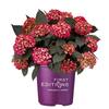 FIRST EDITIONS 2 Gal. Eclipse Hydrangea Shrub with Cranberry Flowers ...