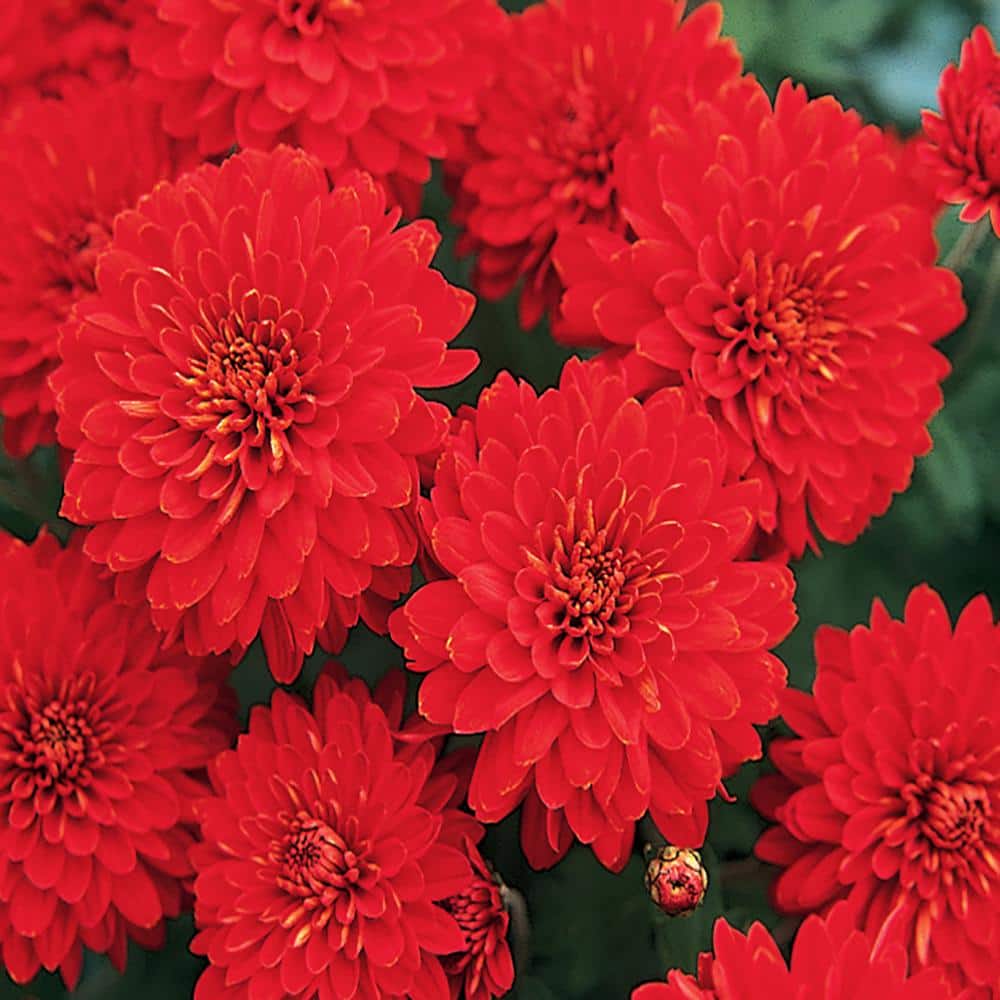 Red Hardy Mum Plant in 8 in. Grower's Pot 1004126754 - The Home Depot