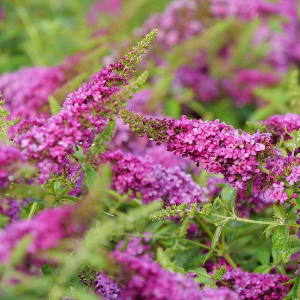 PROVEN WINNERS 1 Gal. Lo and Behold 'Ruby Chip' Butterfly Bush ...