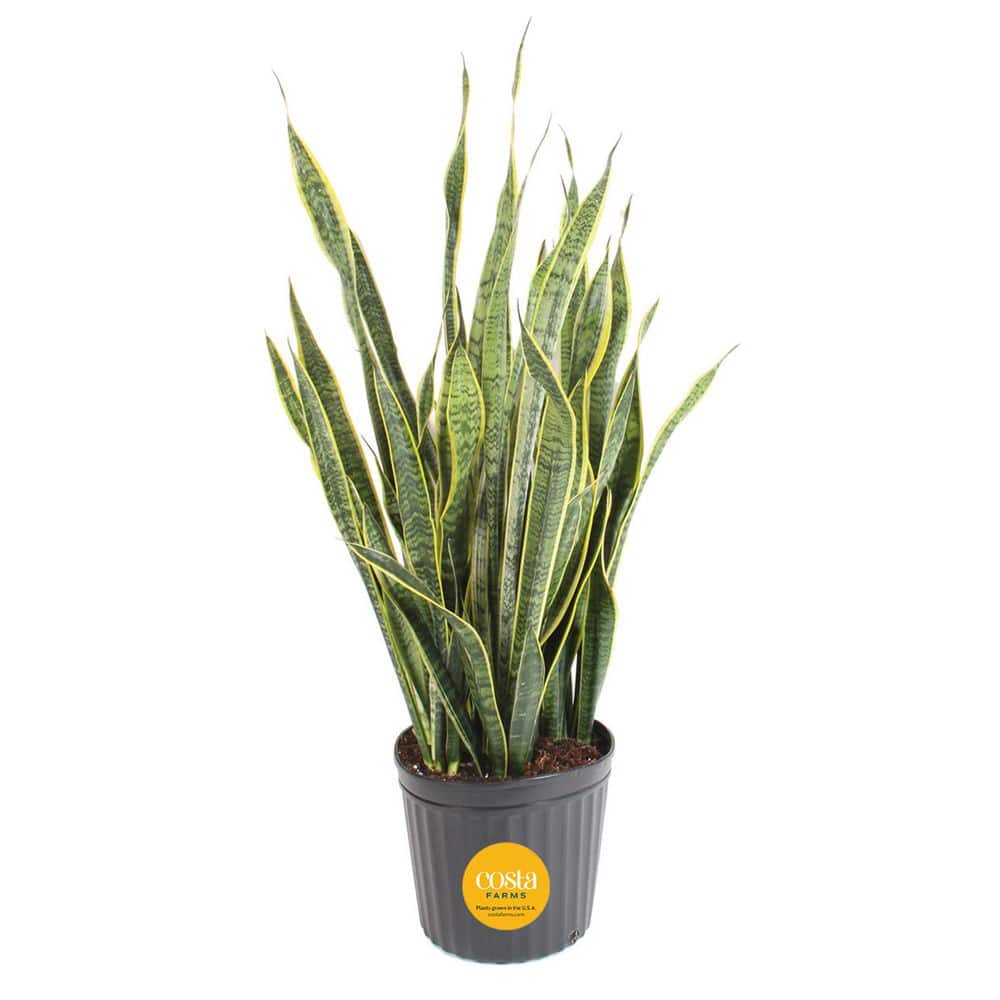 Costa Farms Grower's Choice Sansevieria Indoor/Outdoor Snake Plant in ...