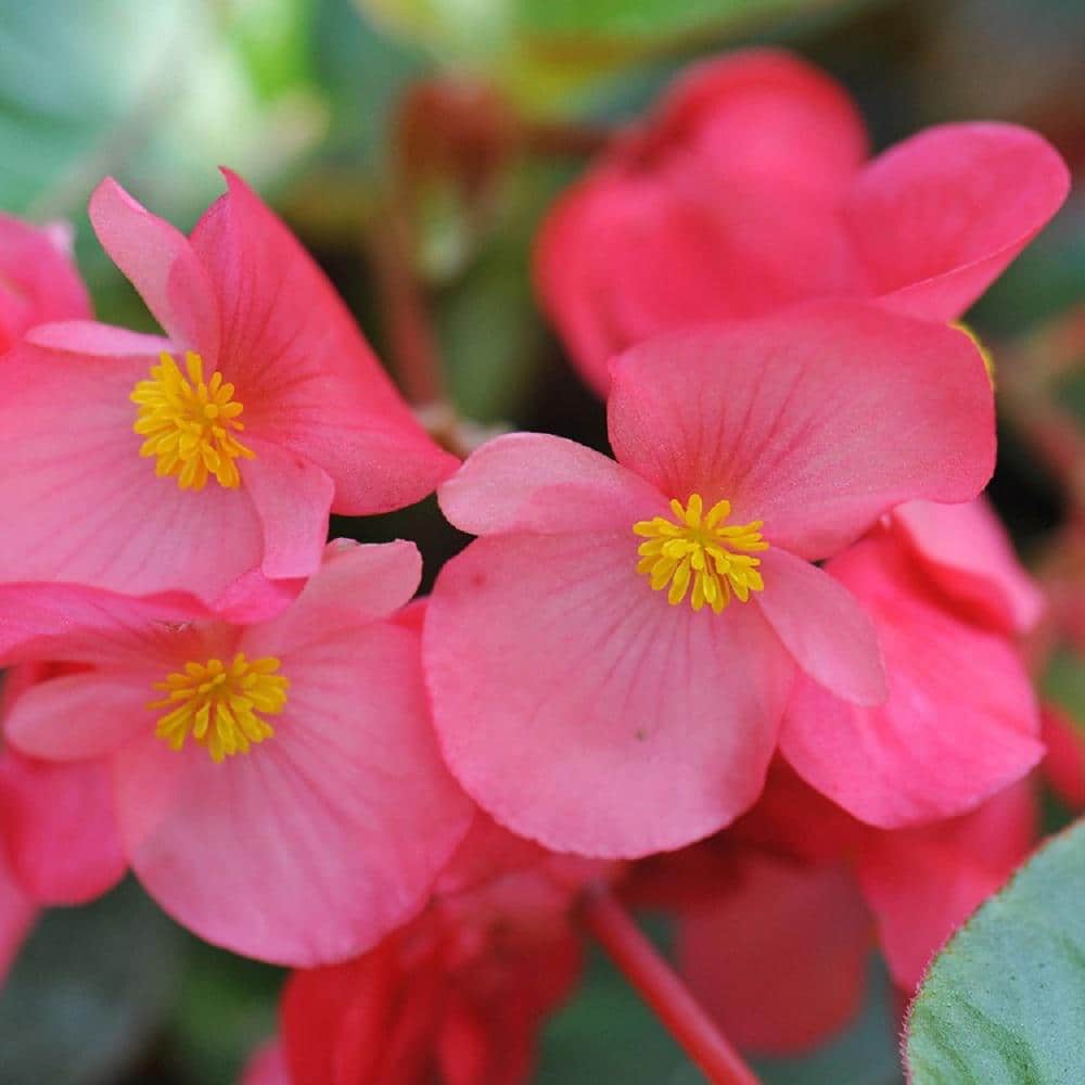 Pennington 1 Gal. Pink Big Begonia Live Annual Plant (1-Pack ...