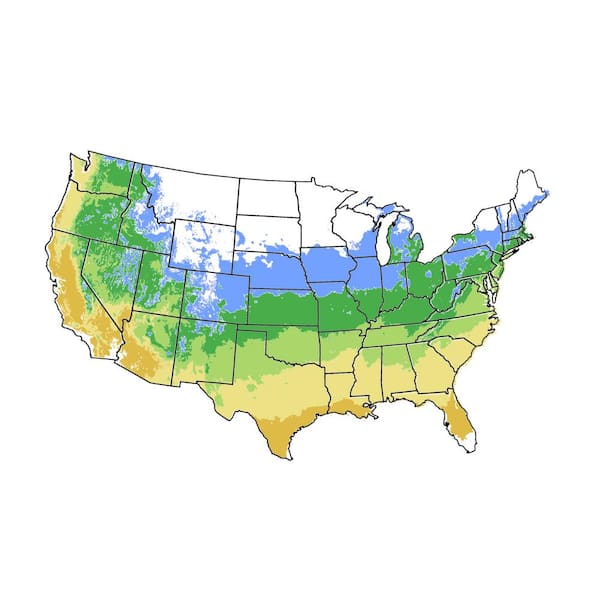 7 gal. Red June Plum Fruit Tree PLURED07G - The Home Depot
