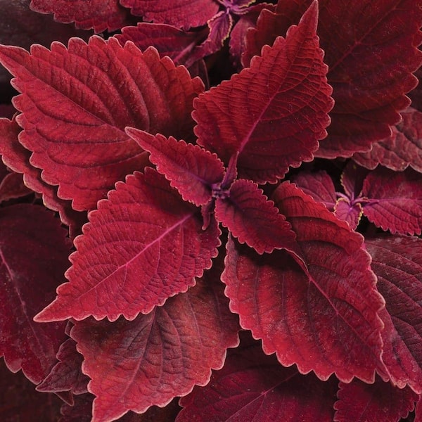 Proven Winners 7 in. Royale Color Blaze Rediculous Coleus (Coleus ...
