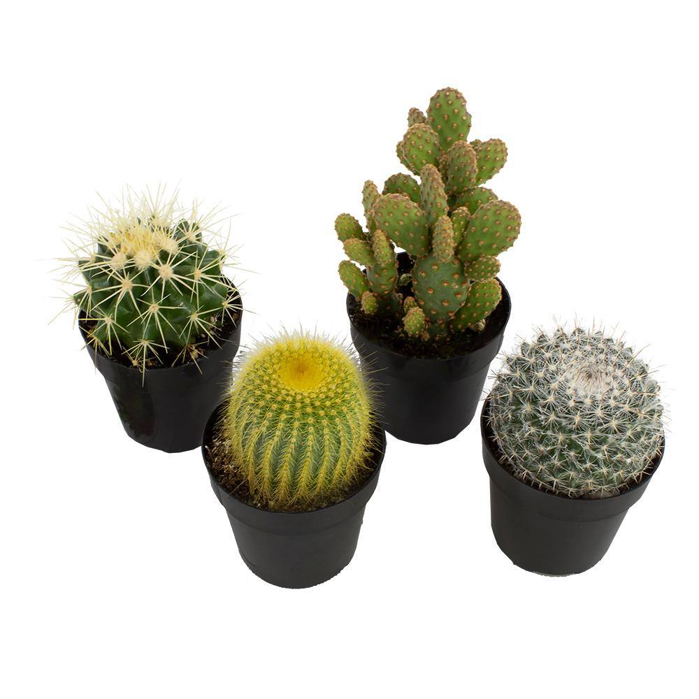 SMART PLANET 2.5 in. Cactus Plant Collection (4-Pack) 0880046 - The ...