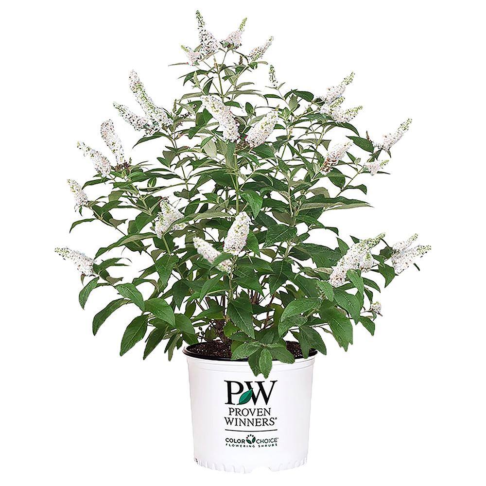 PROVEN WINNERS 2 Gal. Miss Pearl Buddleia Shrub with Crisp White Blooms ...