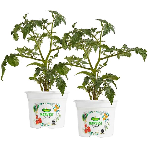 Reviews for Bonnie Plants 25 oz. Stellar Tomato Plant (2-Pack) | Pg 1 ...