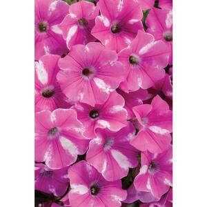 Petunia - Annuals - Garden Flowers - The Home Depot