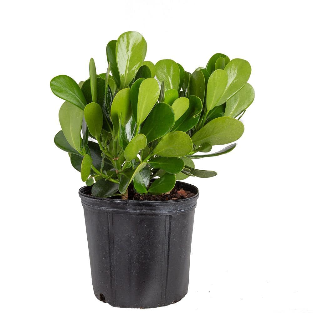 Costa Farms 3G Clusia Pitch Apple Gutifera Dwarf Shrub in Grow Pot ...