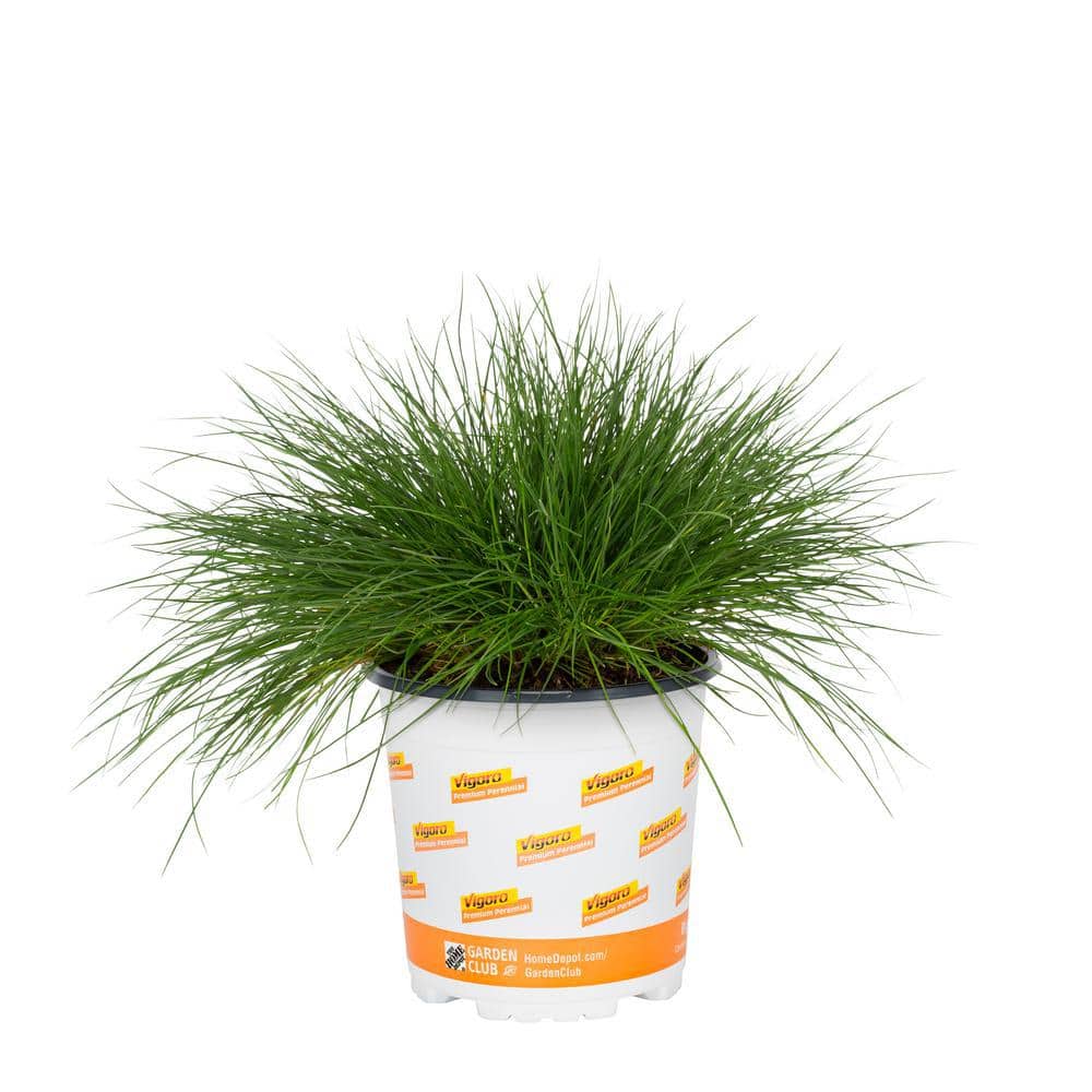 Vigoro 2.5 Qt. Green Elijah Blue Fescue Perennial Perennial Plant 69195 ...