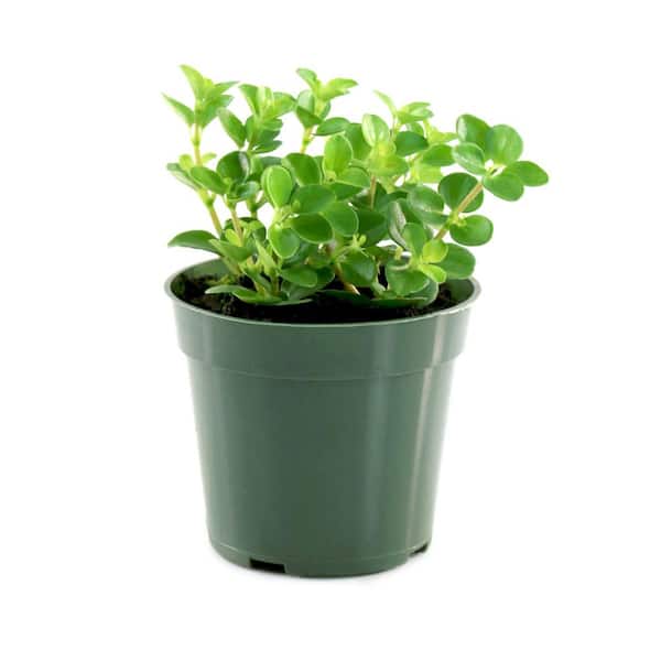 national PLANT NETWORK 4 in. Peperomia Jitterbug Plant in Grower ...