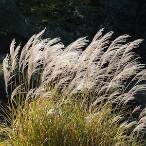 national PLANT NETWORK 1 Gal. Dwarf Fountain Grass Hamelin HD2194 - The ...