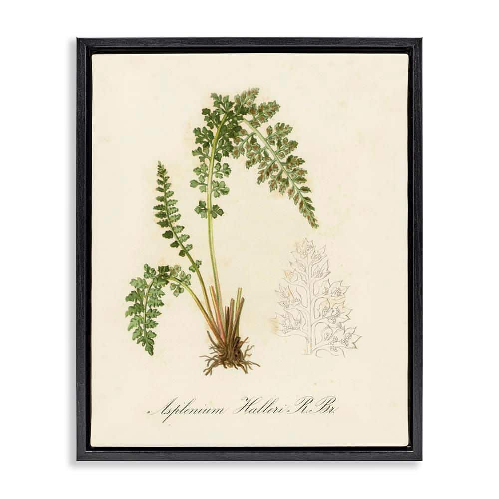 Stupell Industries Scientific Fern Study by Tina Higgins Designs, Inc ...