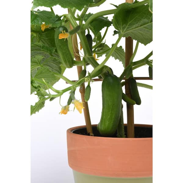Burpee 3.5 in. Burpee Straight Eight Cucumber Plant 612993 - The Home Depot