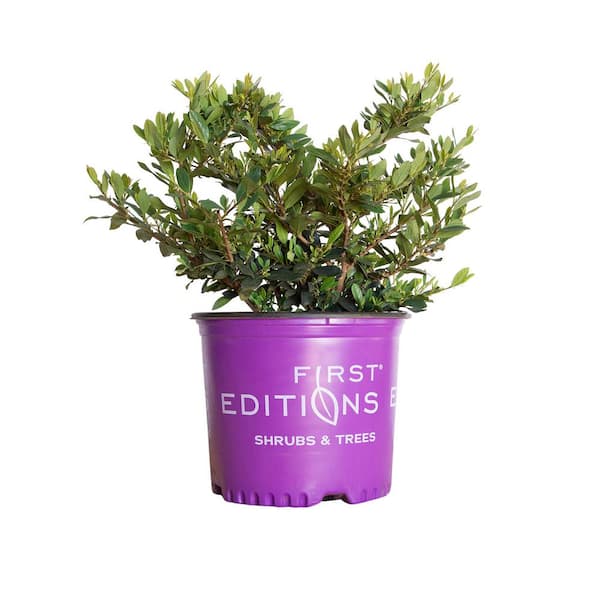 FIRST EDITIONS 3 Gal. Coppertone Distylium Evergreen Shrub, Copper-Red ...