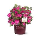 ENCORE AZALEA 1 Gal. Autumn Sundance Azalea Shrub with Unique Vibrant ...