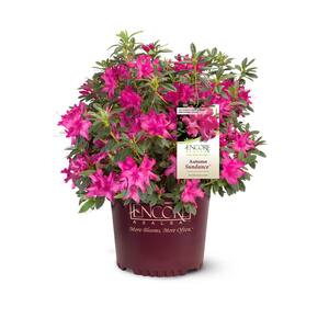 ENCORE AZALEA 1 Gal. Autumn Carnival Azalea Shrub with Fluorescent Pink ...