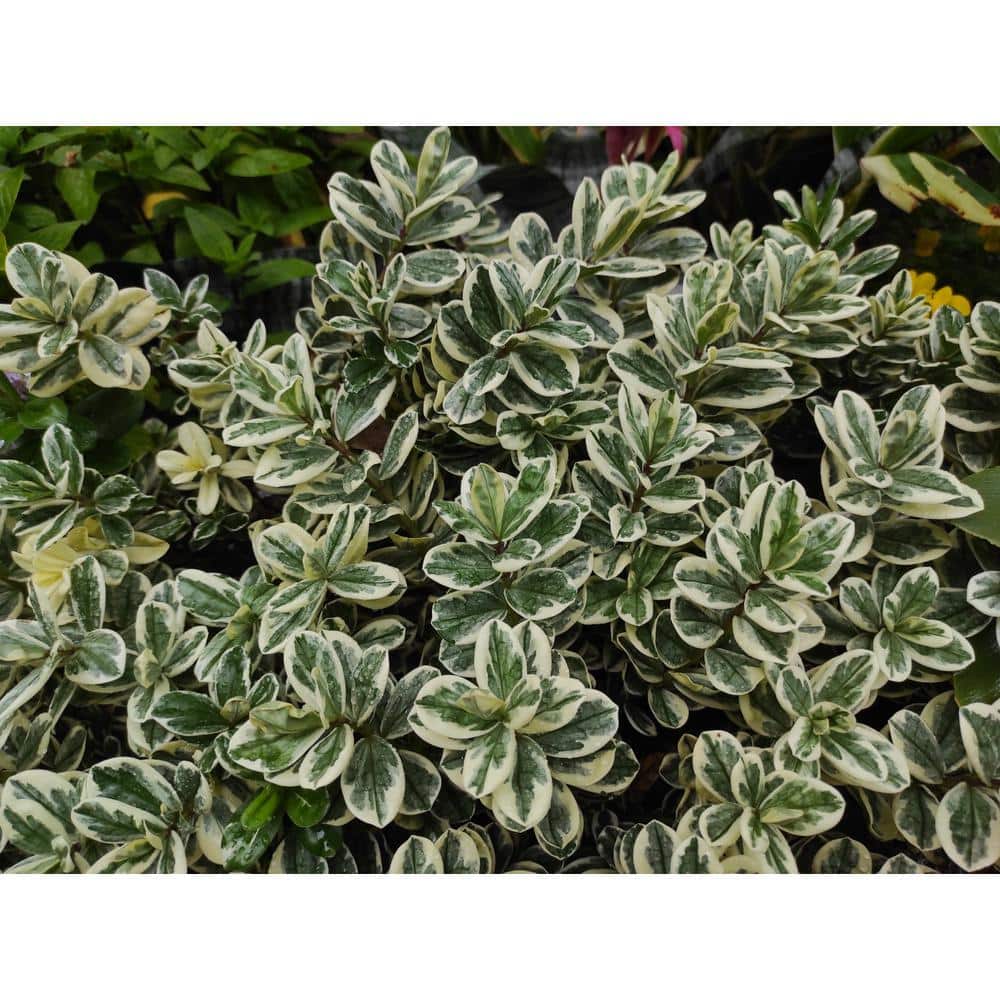 Online Orchards 1 Gal. Silver King Euonymus Shrub Evergreen Leaves with ...