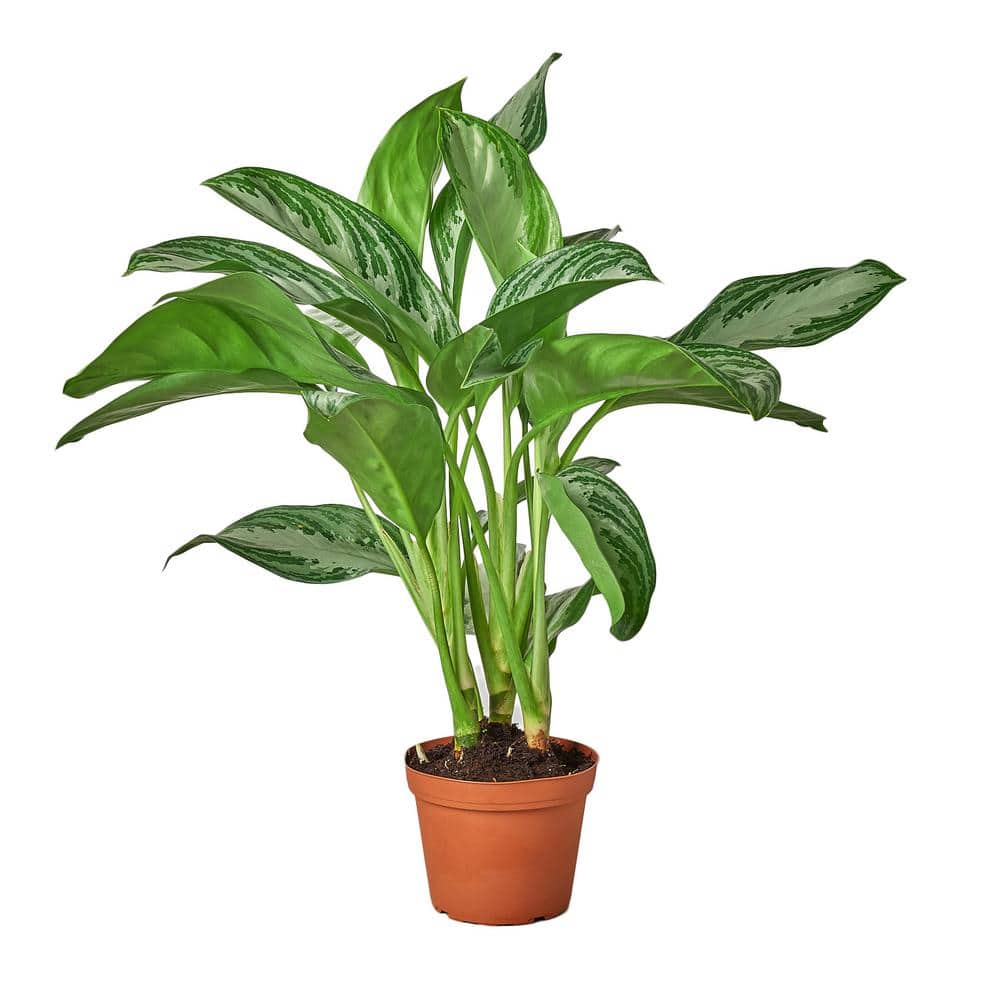 6 in. Zamia ZZ Plant (Zamioculcas Zamiifolia) in Ceramic Pot 1008293544 ...
