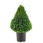 FLOWERWOOD 2.5 Gal - Compacta Japanese Holly(Ilex), Evergreen Shrub ...