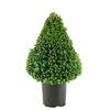 2.25 Gal. Holly Cone Evergreen Shrub 12512 - The Home Depot