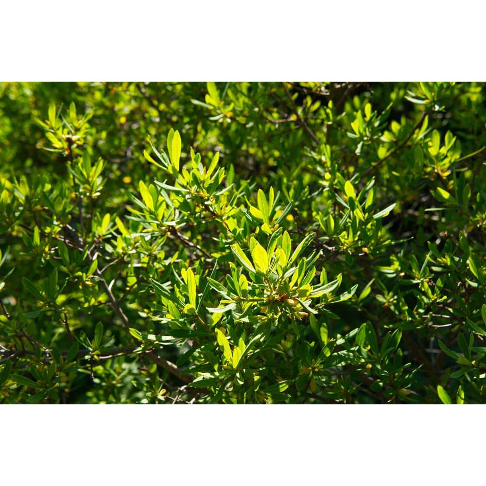 BELL NURSERY 2 Gal. Northern Bayberry (Myrica Pennsylvanica) Live ...