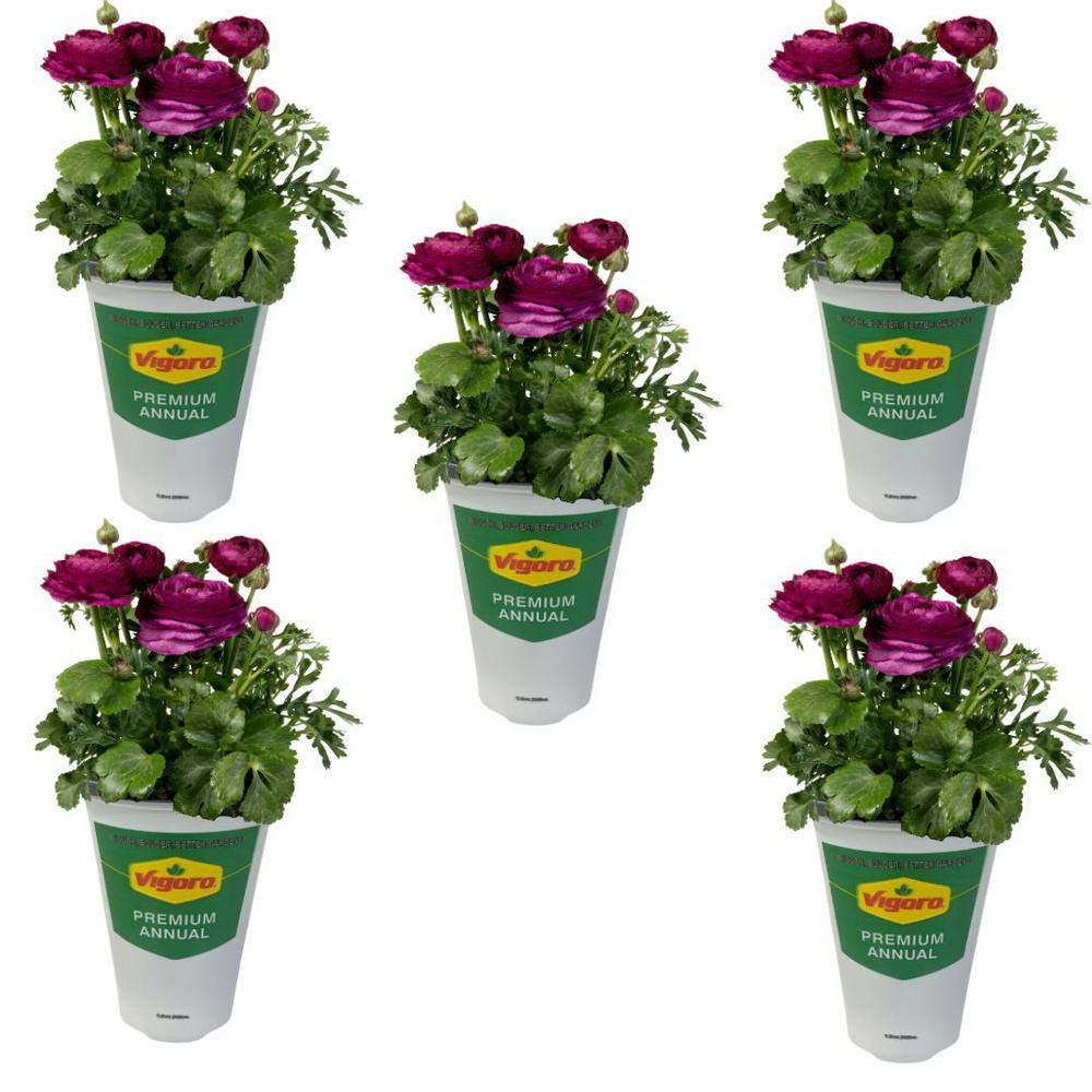 Vigoro 1 Qt. Ranunculus Annual Plant with Violet Flowers (5 - Pack ...