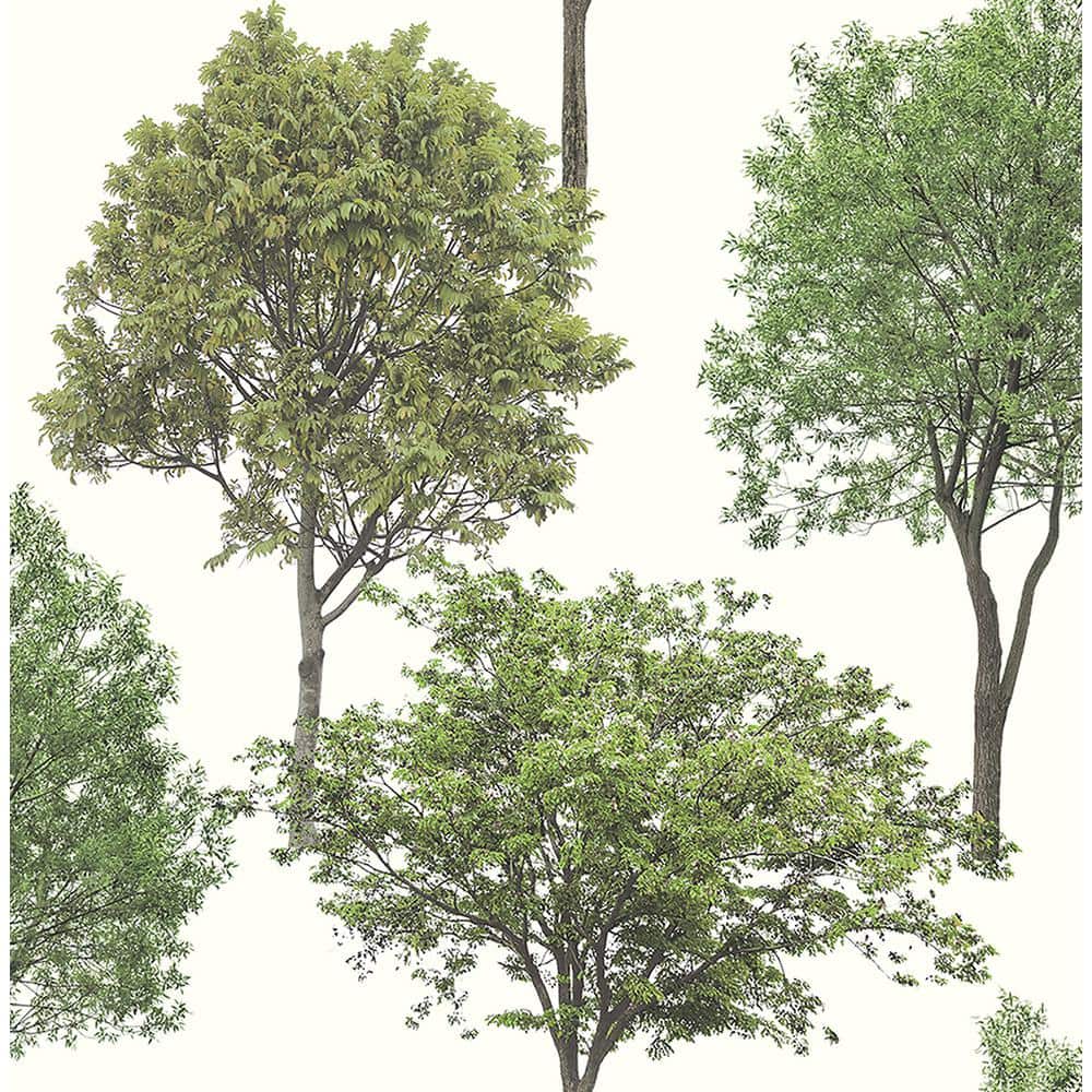 Brewster Tree Tops Green Photographic Tree Green Wallpaper Sample ...