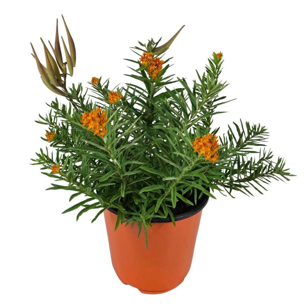 Pure Beauty Farms 1.5 Gal Asclepia Tuberosa Orange Flowers (Native ...