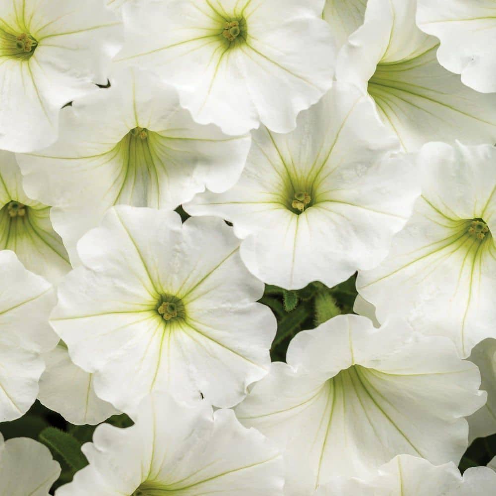 Proven Winners 7 in. Royale Supertunia Vista Snowdrift Petunia (Petunia ...