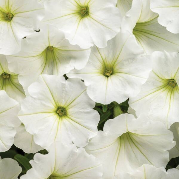 PROVEN WINNERS 7 in. Royale Supertunia Vista Snowdrift Petunia (Petunia ...