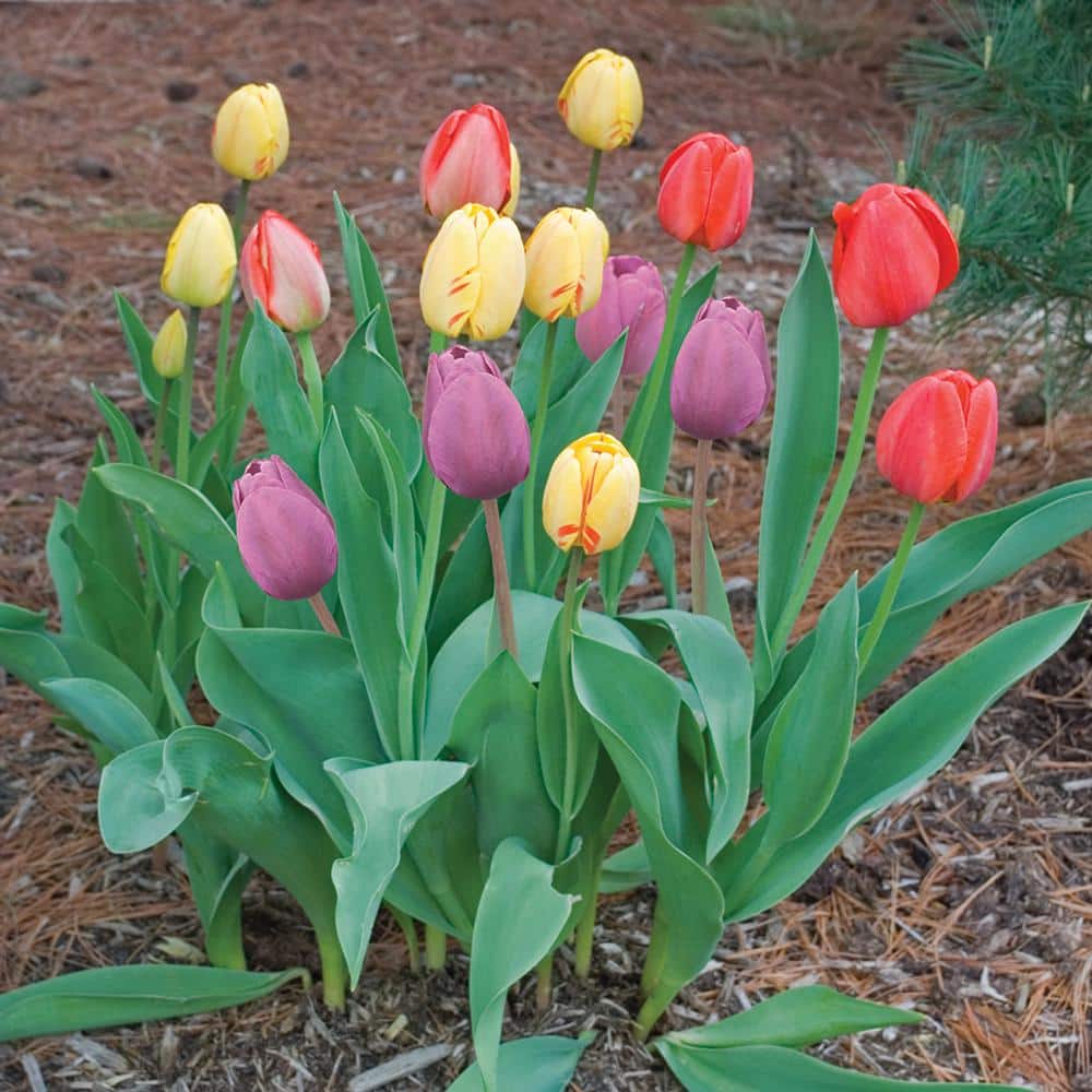 NW Blend Tulip Bulbs (50-Pack) 34175 - The Home Depot