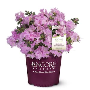 ENCORE AZALEA 2 Gal. Autumn Coral Azalea Shrub with Reblooming Bicolor ...