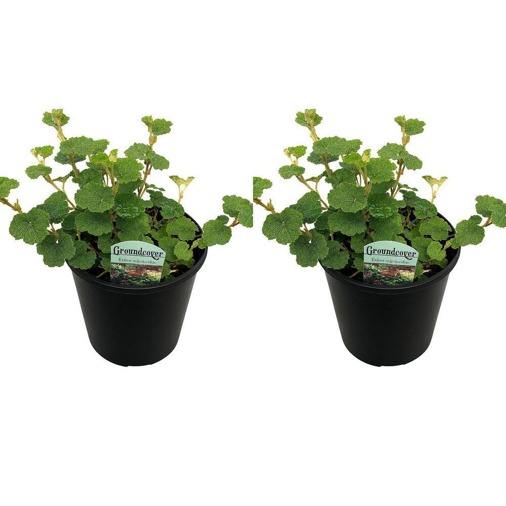 Online Orchards 1 gal. Creeping Raspberry Shrub (2-Pack) – Low ...