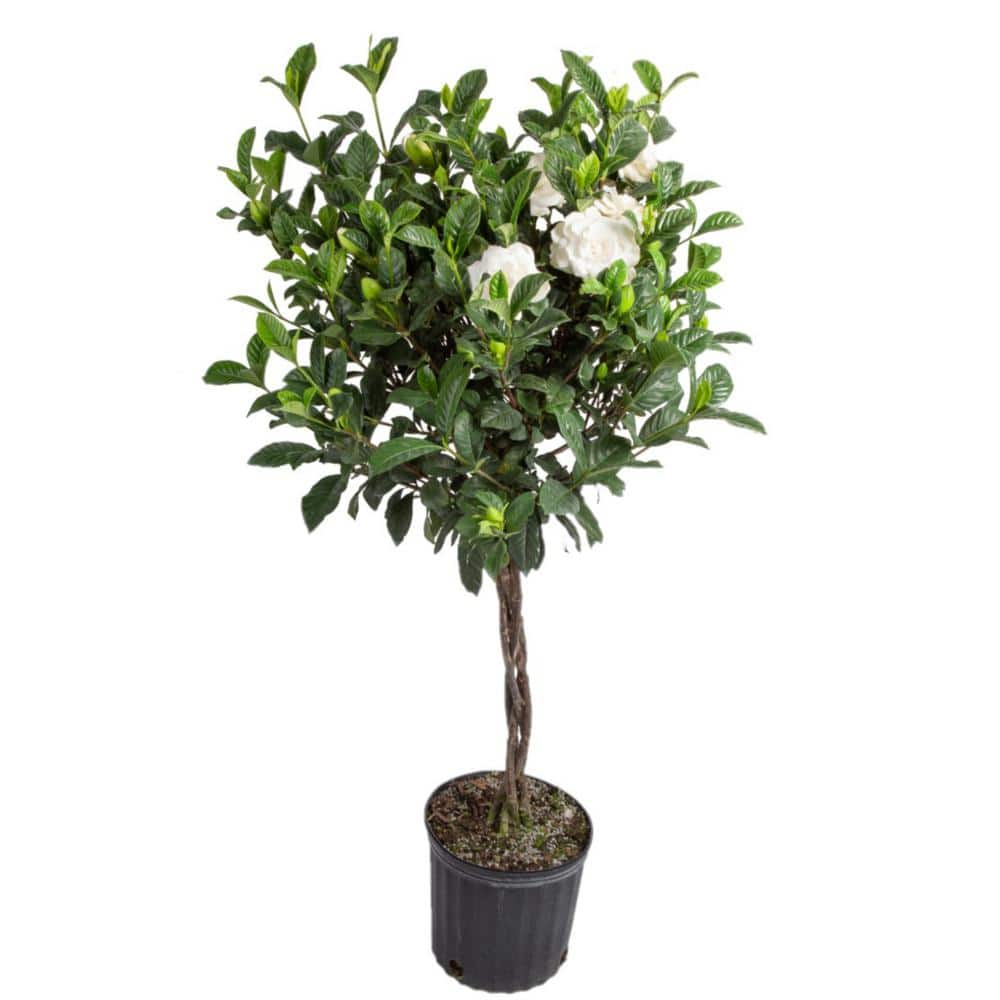 Costa Farms Gardenia Outdoor Plant in 10 in. Grower Pot, Avg. Shipping ...