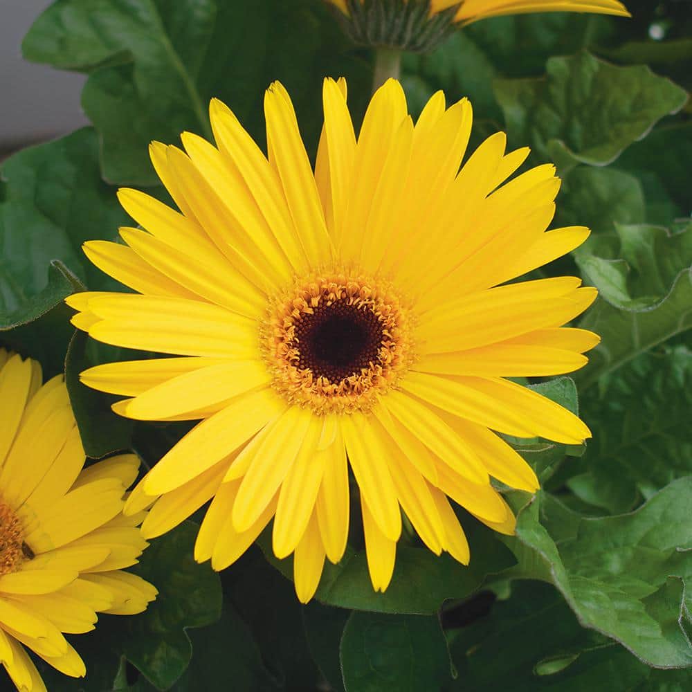 Vigoro 1.5 Pint Gerbera Daisy ColorBloom Yellow Dark Eye Yellow Annual ...
