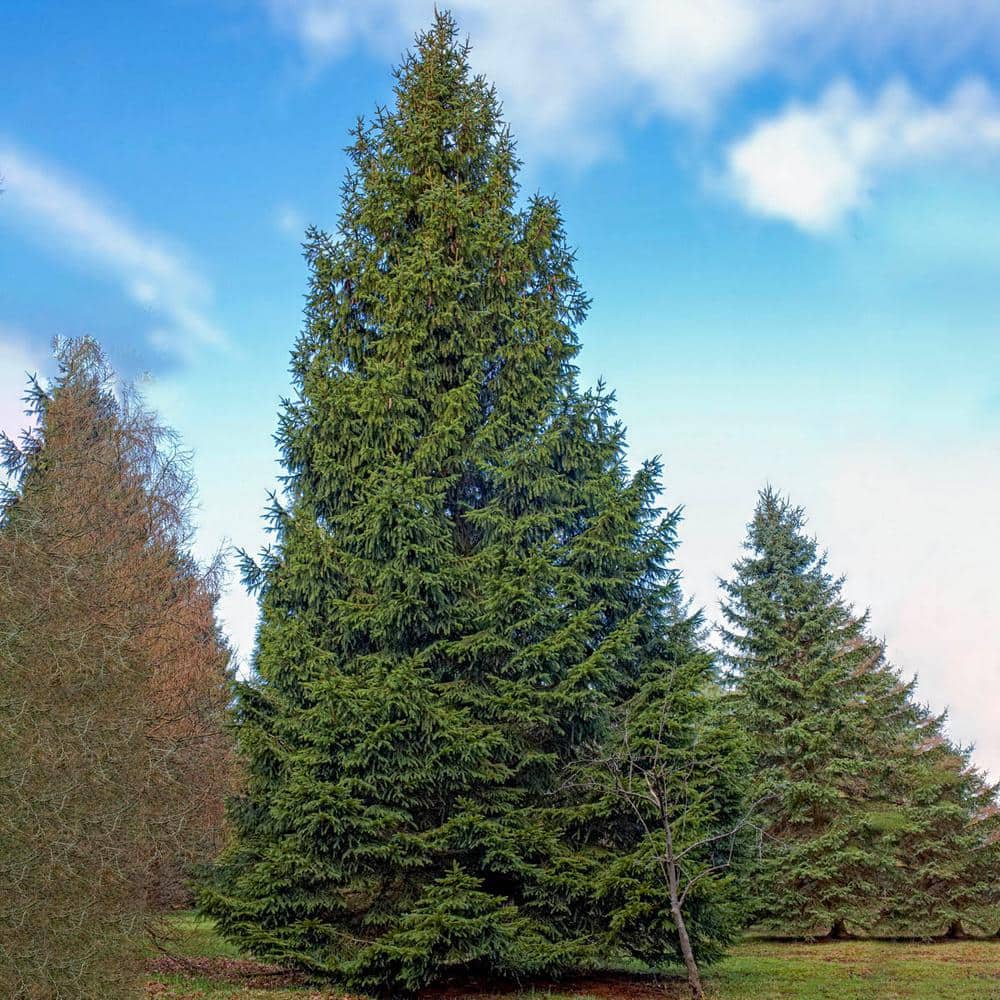 BELL NURSERY 3 Gal. Norway Spruce Holiday Shrub Plant 115117 - The Home ...