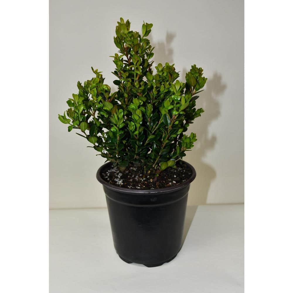 1 Gal. Boxwood Wintergreen Holiday Shrub Plant 1005940232 - The Home Depot