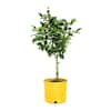 Alder & Oak #3 container-New Zealand Lemonade Lemon Tree CIZL03 - The ...