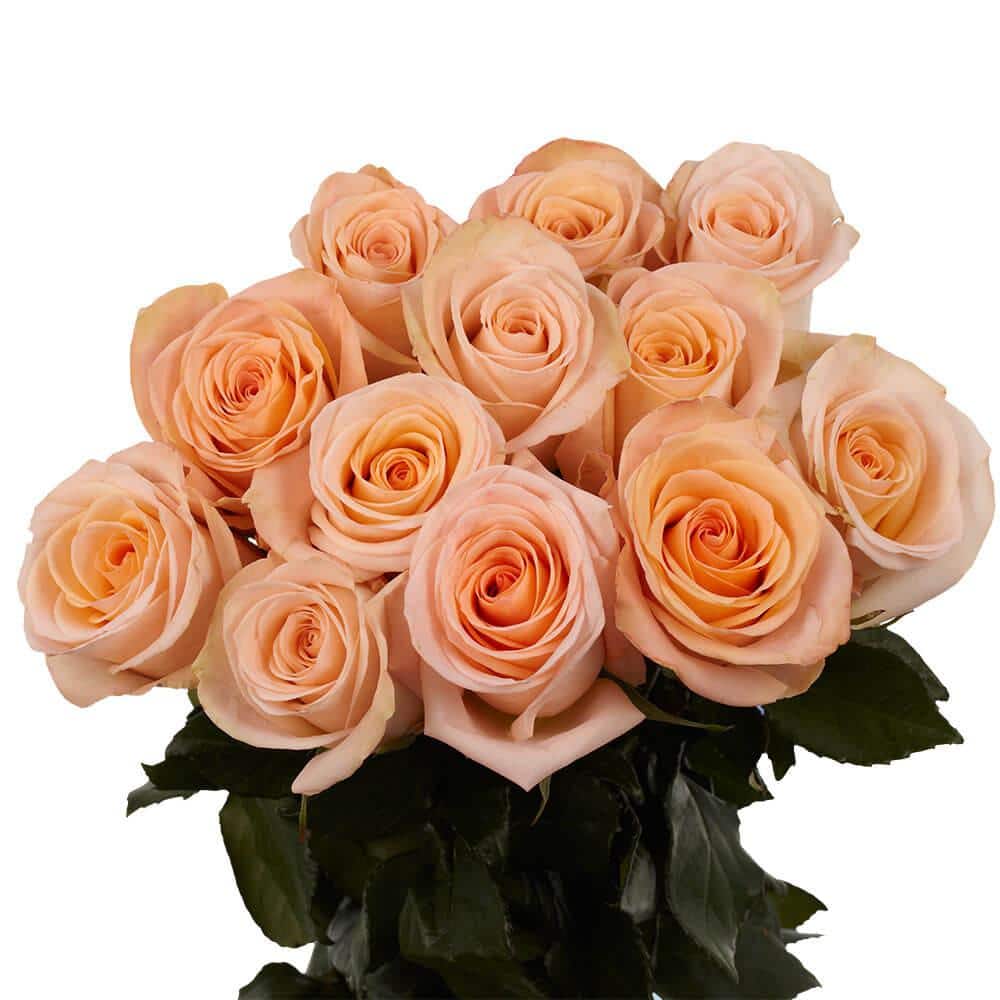 Globalrose 1-Dozen Peach Roses- Fresh Flower Delivery 1850500096411 ...