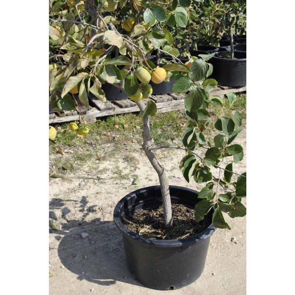 Wekiva Foliage Persimmon Tree-Live Tree in a 3 Gallon Pot-Diospyros ...